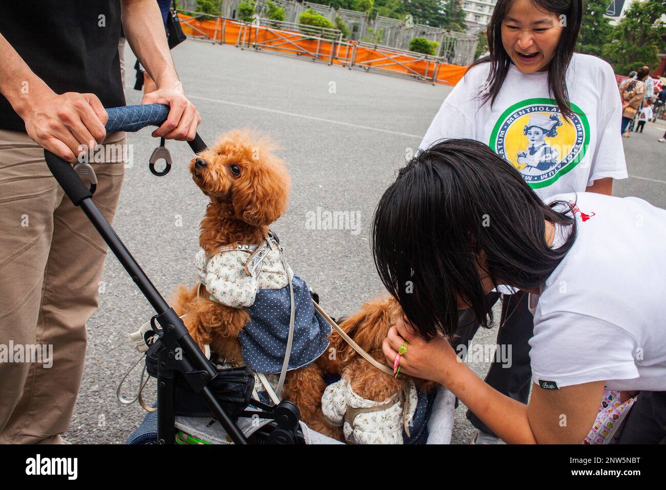 Dogs and owner, in Senso-ji Temple, Asakusa,Tokyo city, Japan, Asia ...