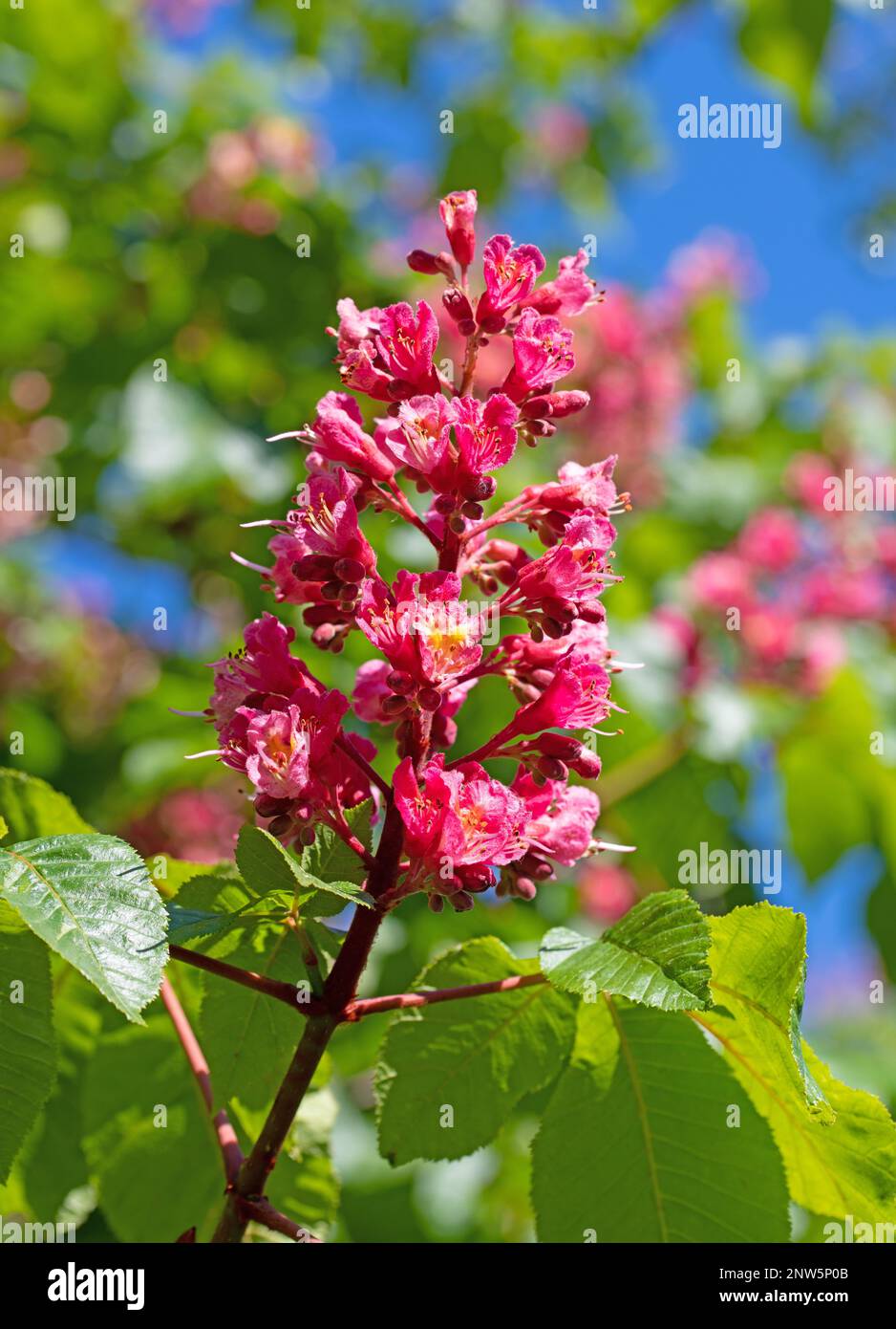 Red-flowering horse chestnut, Aesculus rubicunda, in spring Stock Photo ...