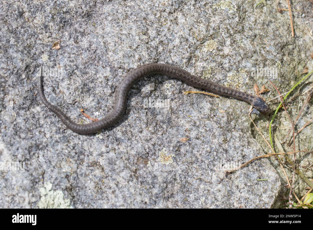 Schlingnatter, Coronella austriaca, smooth snake Stock Photo - Alamy