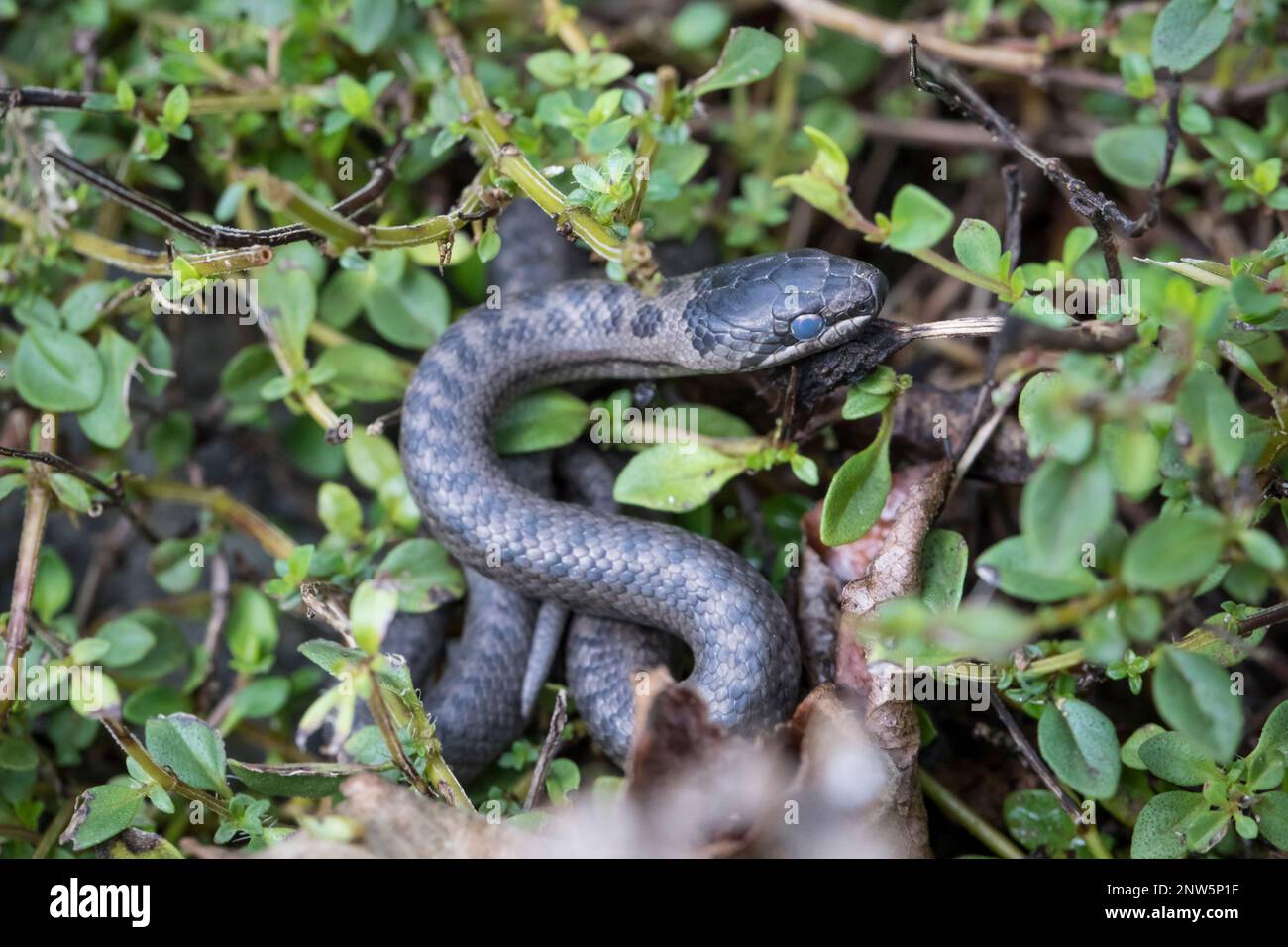 Schlingnatter, Coronella austriaca, smooth snake Stock Photo - Alamy