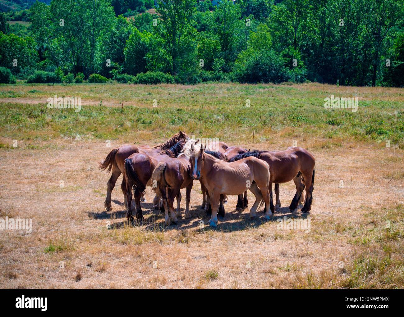 Baskische Pottok Ponys am Jakobsweg Stock Photo - Alamy