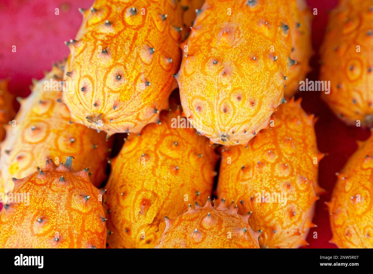 Cucumis metuliferus, horned melon or kiwano, also African horned ...