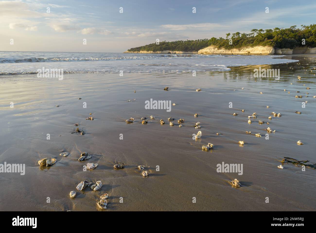 Beach at low tide with oyster shells washed ashore on west Atlantic ...