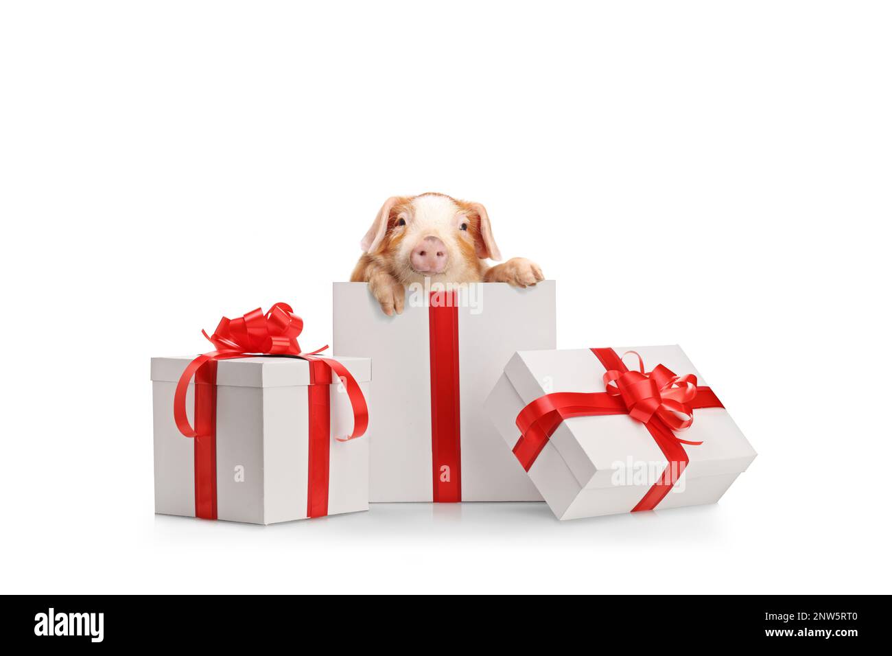 Pig pet inside a present box isolated on white background Stock Photo ...