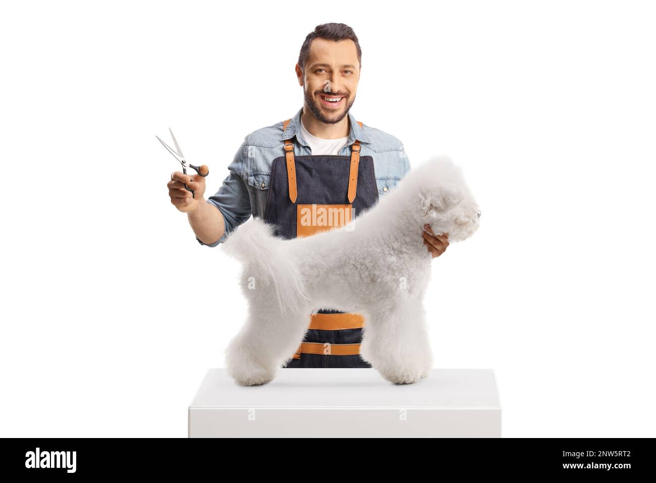 Male pet groomer holding scissors and grooming a bichon frise dog ...