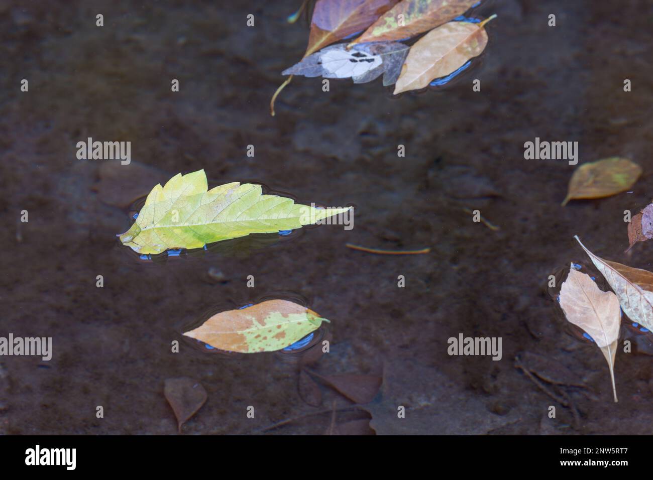 Fall leaves from different types of trees float on calm shallow water ...