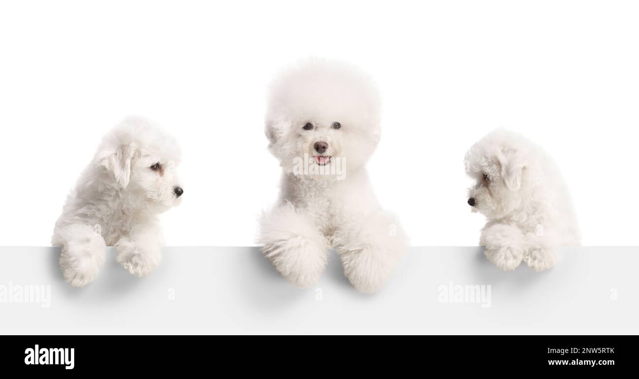 Adult bichon frise dog and two puppies standing behind a white panel ...