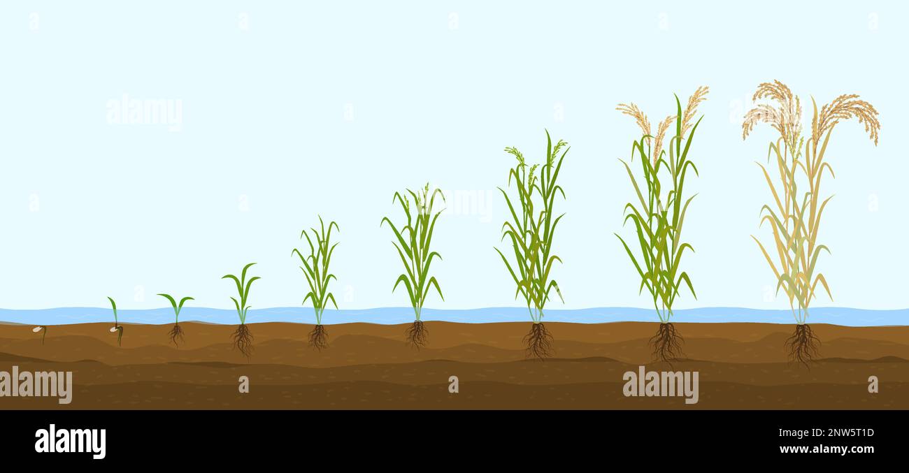 Mature garden detail Stock Vector Images - Alamy