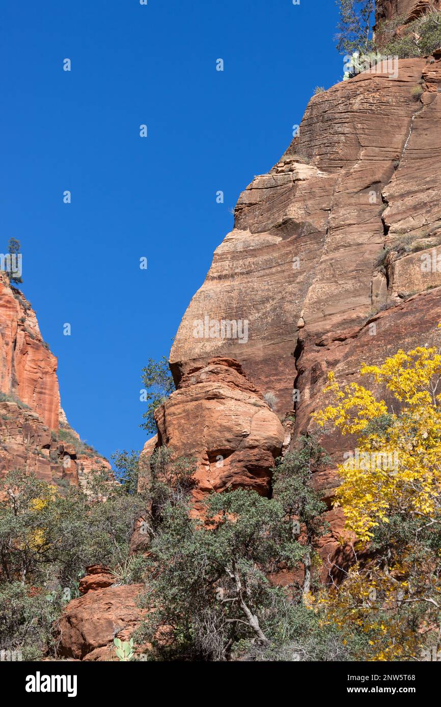 Tall rock cliffs in Zion National Park with fall foliage at the base ...
