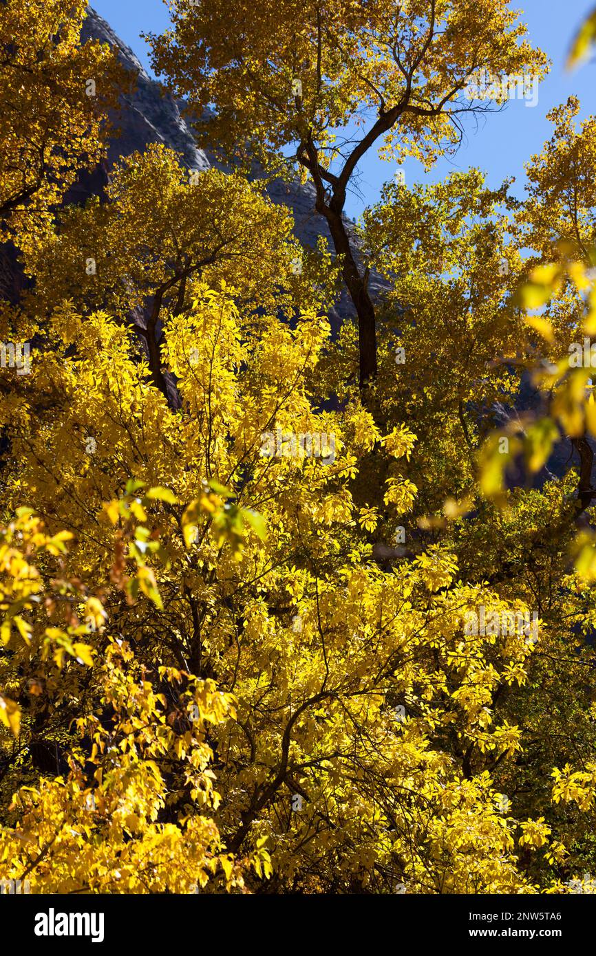 A large tree with bright yellow leaves glowing in the sunshine with a ...