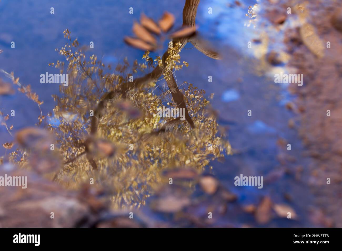 Looking into a shallow puddle of water with an oily surface and fallen ...