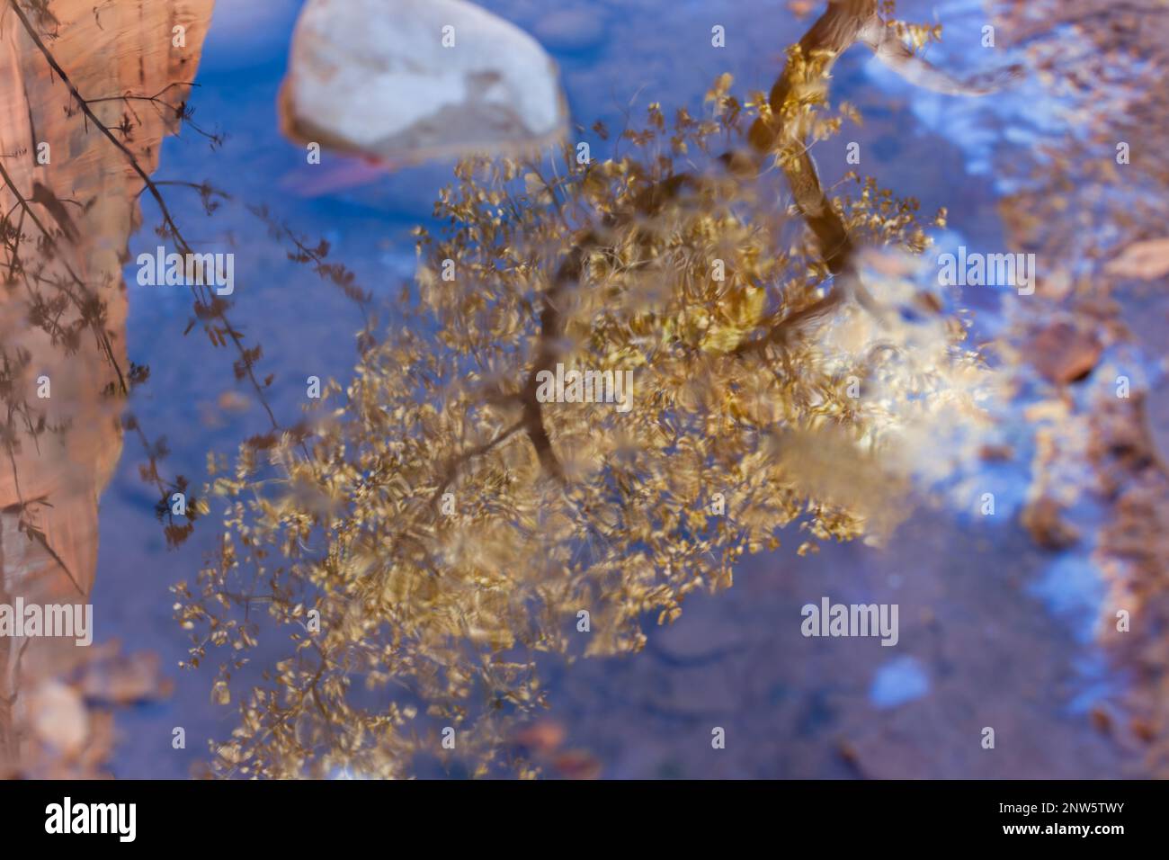 Looking into a shallow puddle of water with an oily surface and fallen ...
