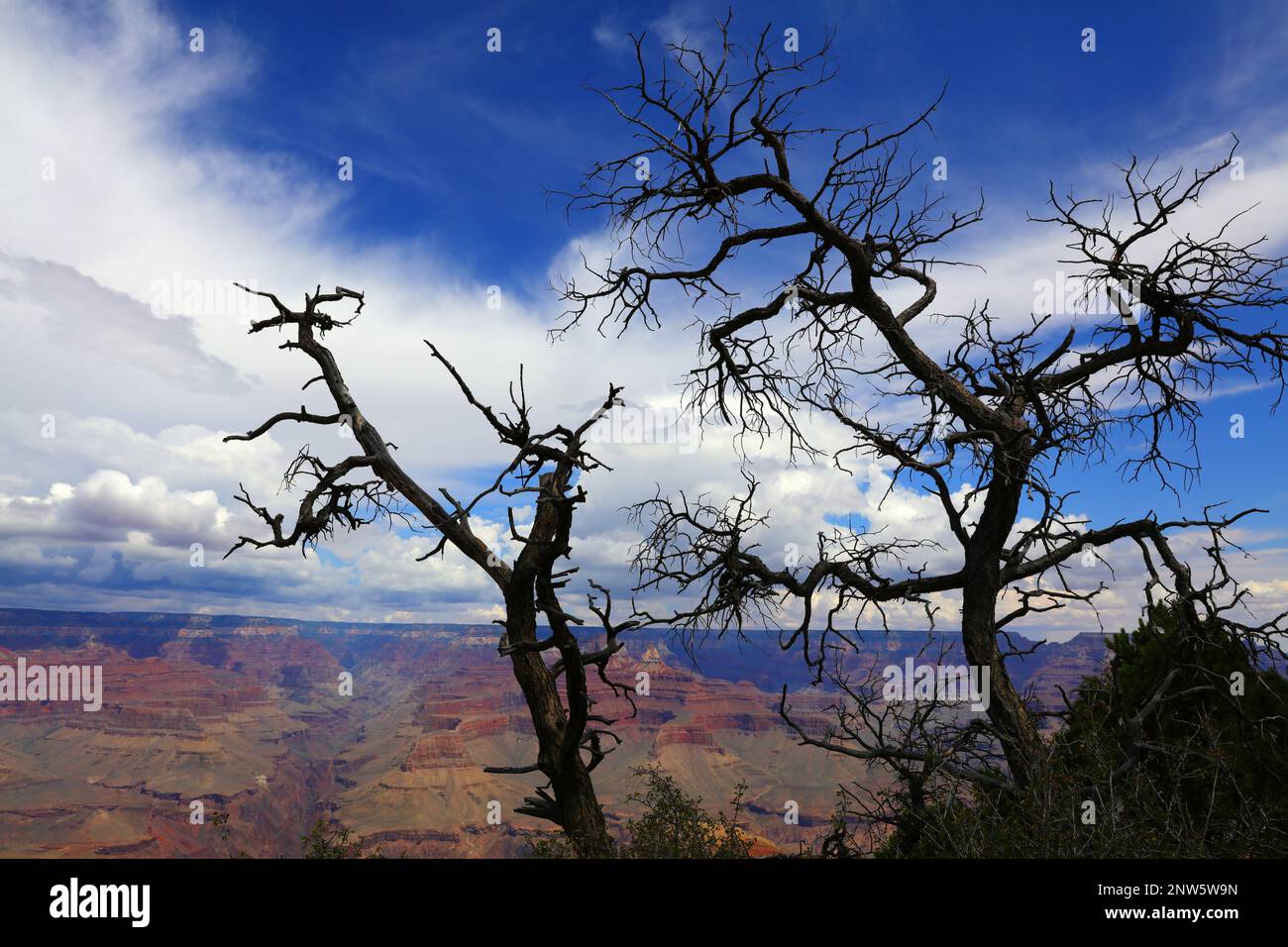 Trees over Grand Canyon Stock Photo - Alamy