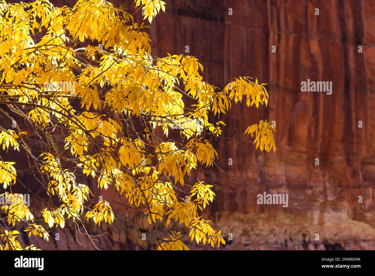 Bright yellow leaves lit by the sunshine in front of a steep sandstone ...