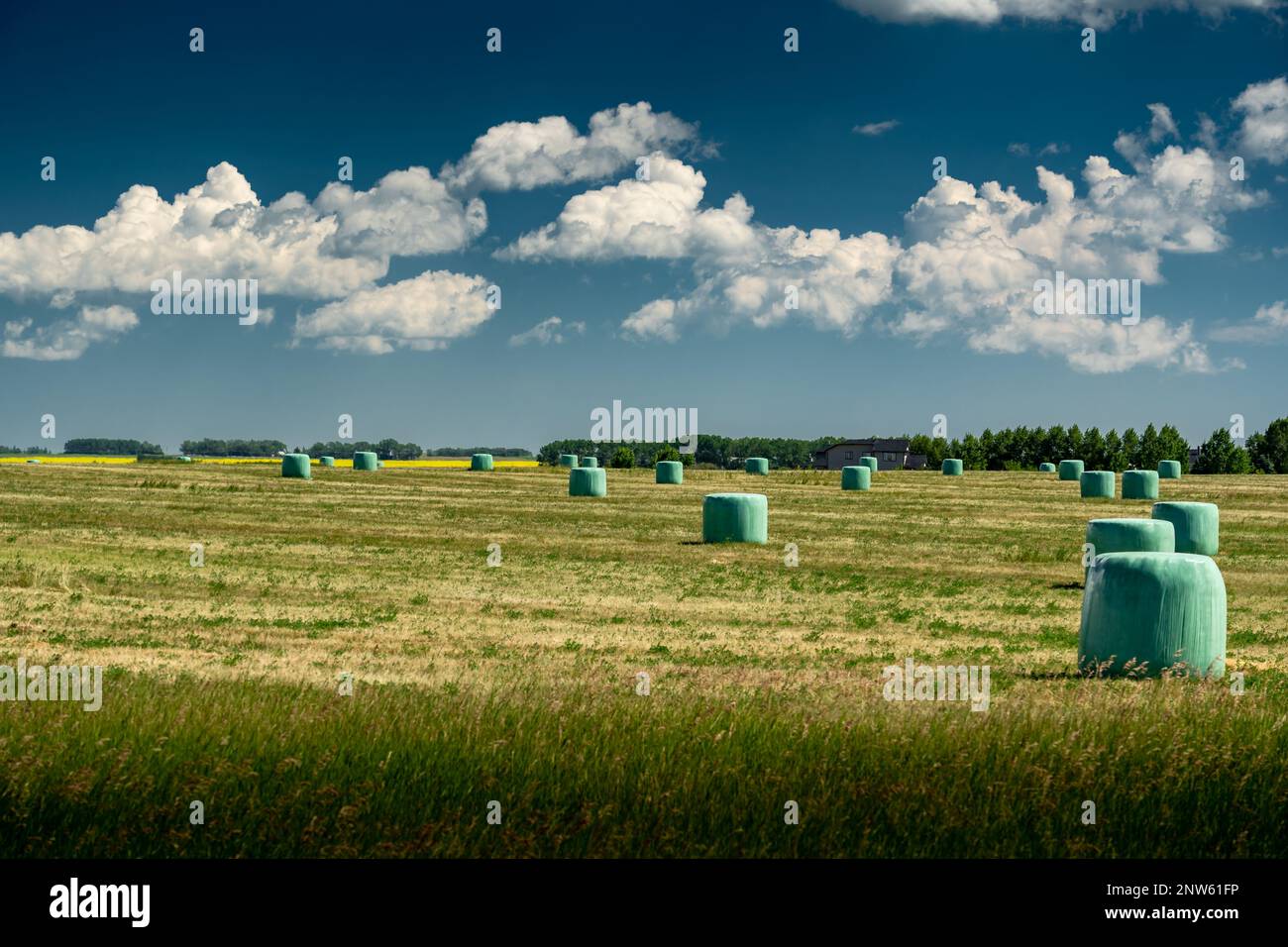 Round haylage bales wrapped in white plastic fermenting under the sun ...