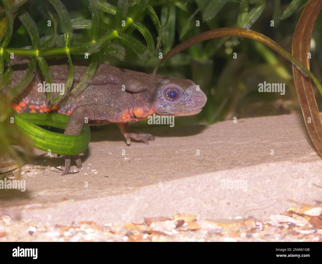 Underwater closeup on a colorful aquatic male Japanese fire-bellied ...