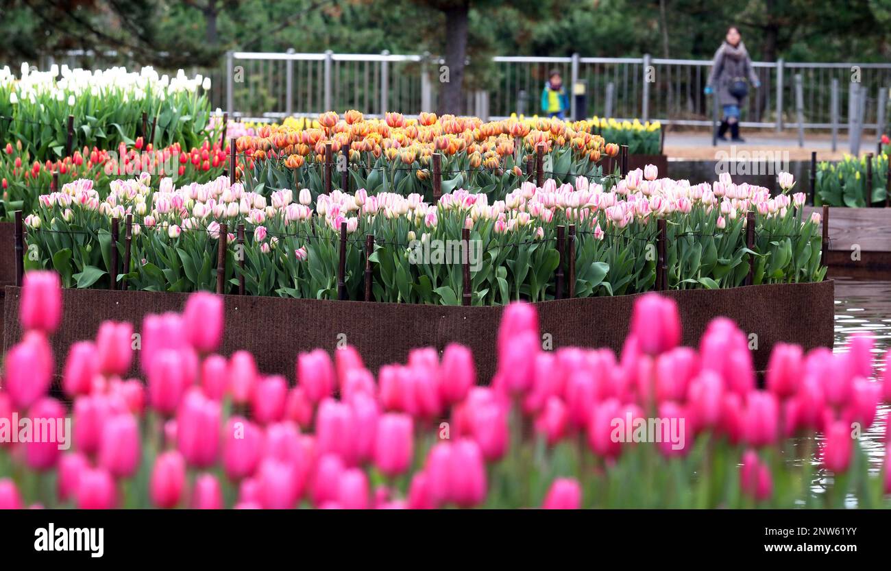 Ice tulips are in bloom at Hitachi Seaside Park in Hitachinaka City ...
