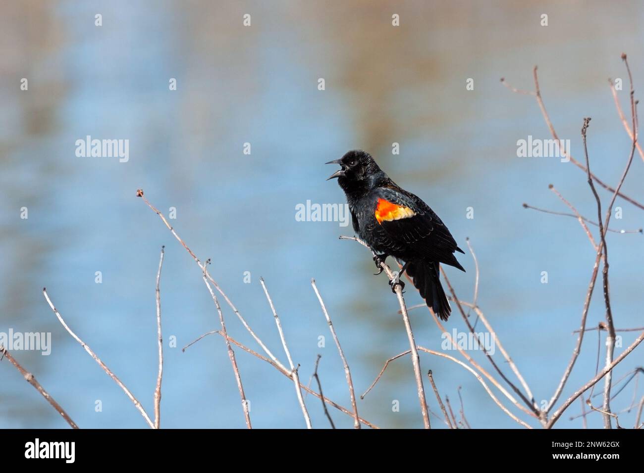 A red-winged blackbird sings a song in a thicket above a lake Stock ...