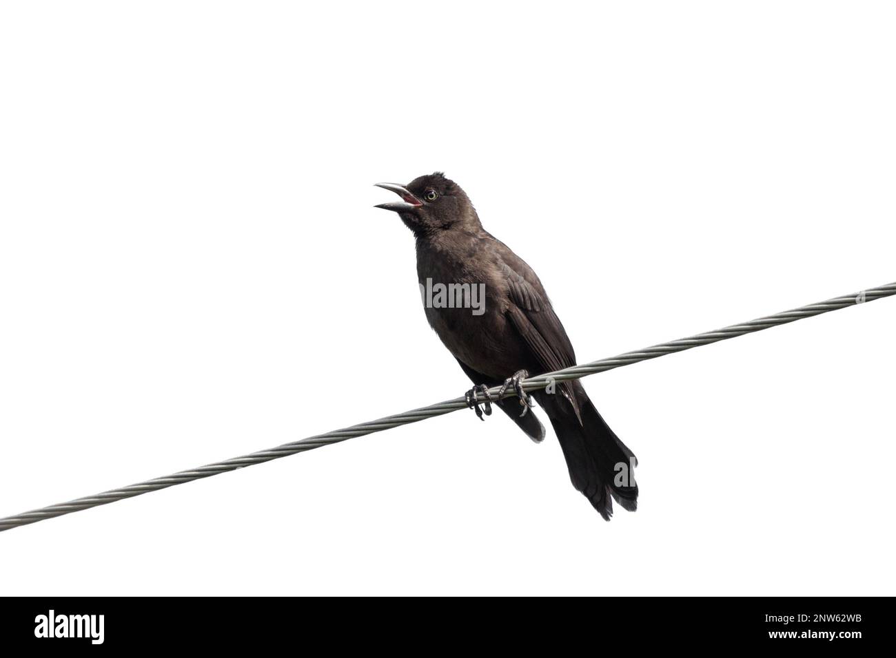 An opened beak crow on a wire, White background Stock Photo - Alamy