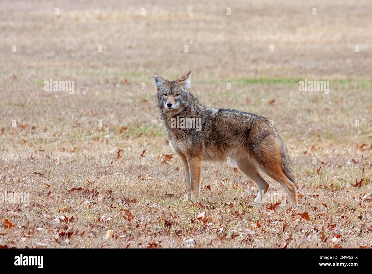 A coyote stands at attention in an open prairie looking into the camera ...