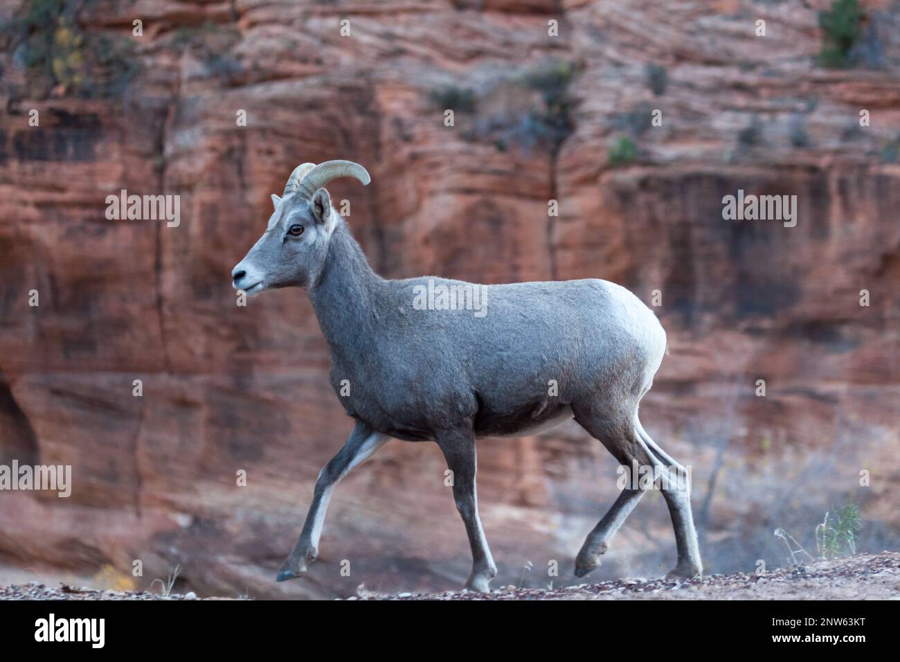 A female bighorn sheep walking in a desert landscape at Zion National ...