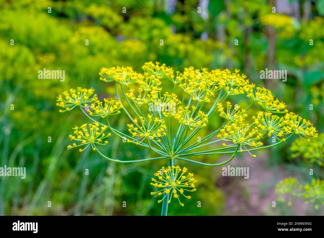 Dill plant flowering close hi-res stock photography and images - Alamy