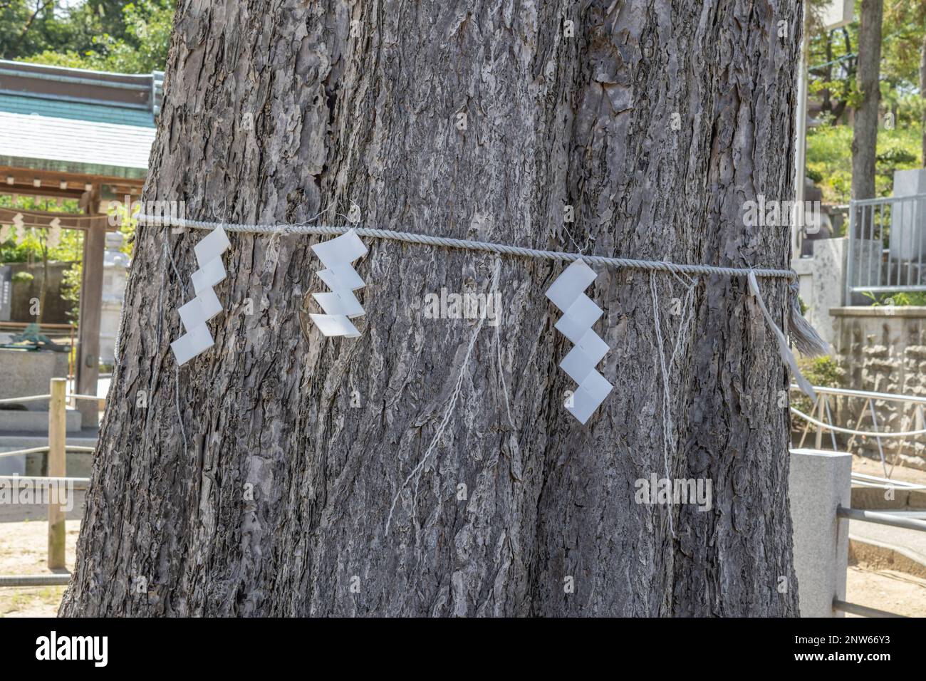 Sacred tree, wrapped with symbolic shimenawa rope, at onohiyoshi jinja ...