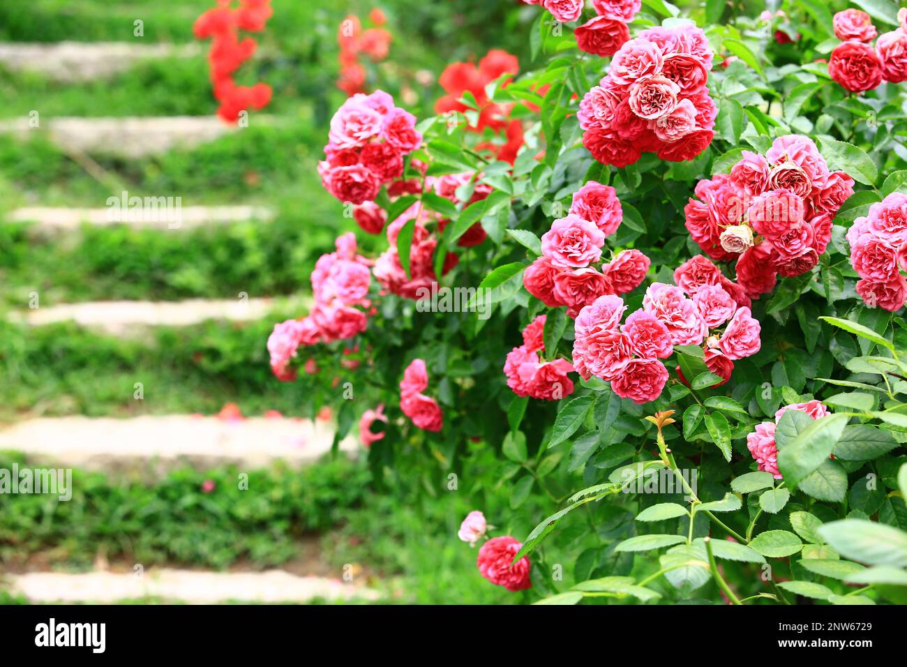 Garden roses stairs hi-res stock photography and images - Alamy