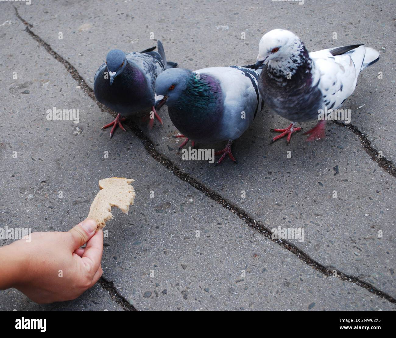 Human VS animal approaches Stock Photo - Alamy