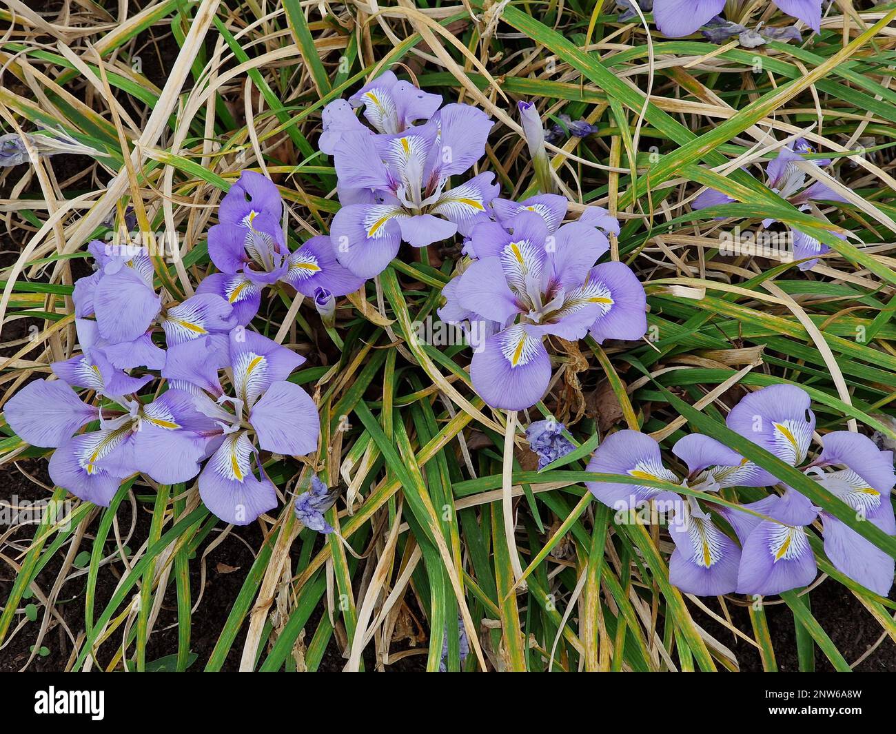 Blue flowers of the winter flowering perennial Iris unguicularis or ...