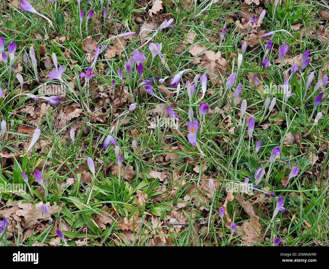 Blue winter flowering crocus seen flowering in the grass meadow in ...