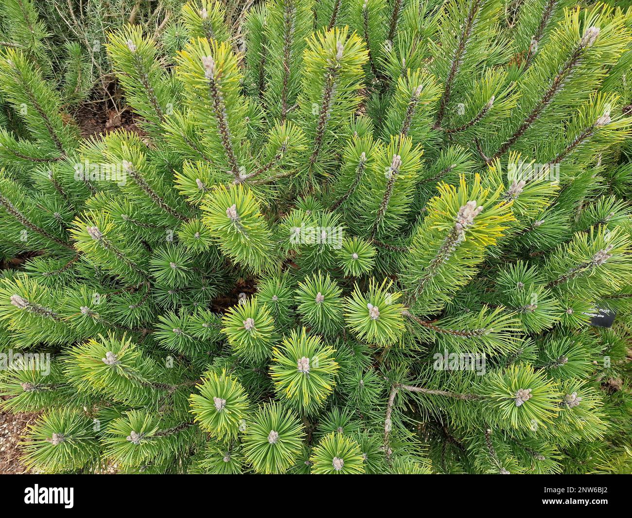 Slow growing pine hi-res stock photography and images - Alamy