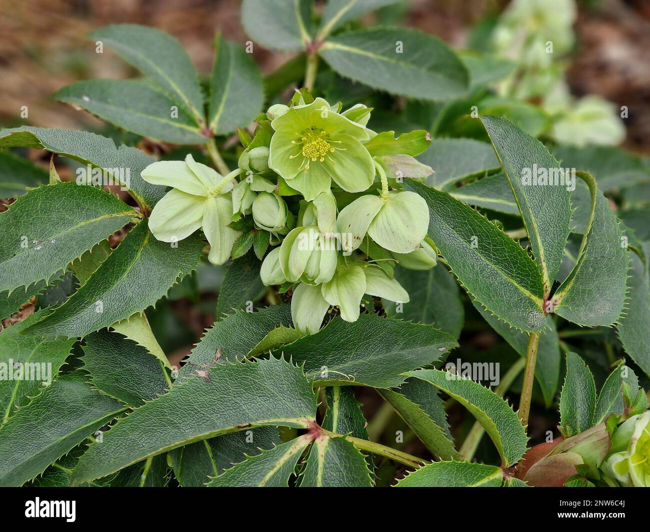 Closeup of the nodding flowers of the the garden plant Helleborus ...
