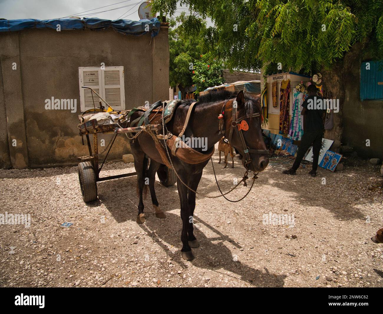 A donkey attached to a very simple cart, standing on a floor compound ...