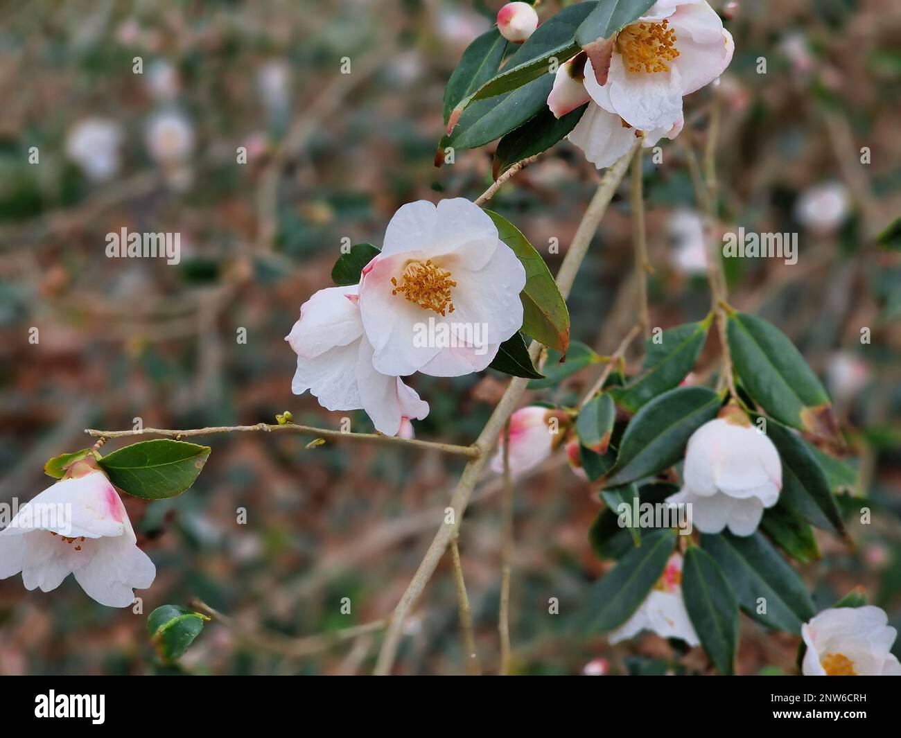 Closeup of the white flowers of Camellia Cornish Snow seen flowering in ...