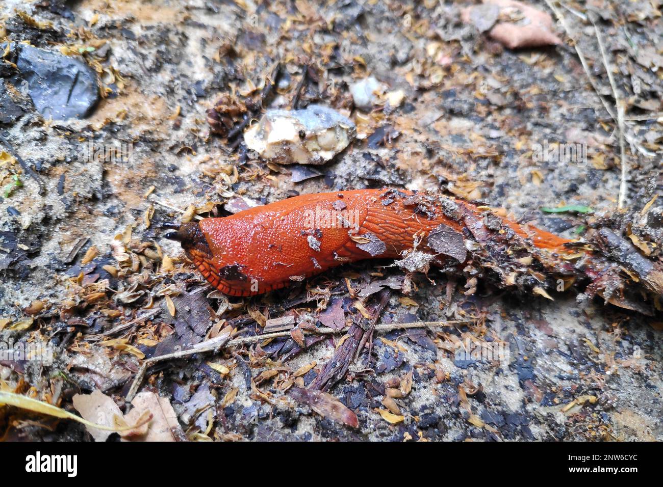 The red slug (Arion rufus), also known as the large red slug, chocolate ...