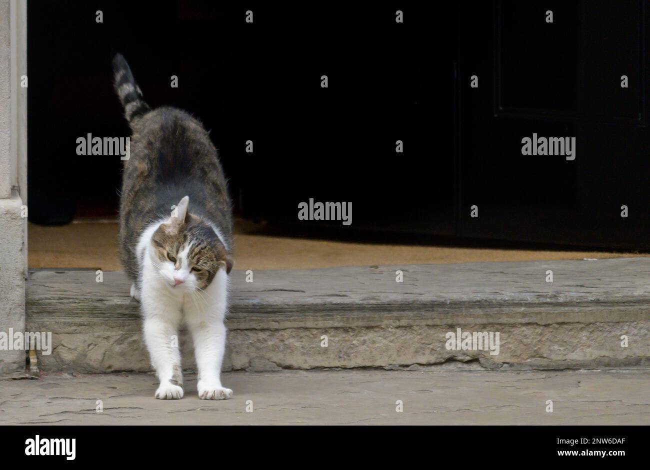 Larry the Cat - Chief Mouser to the Cabinet Office since 2011 - in ...
