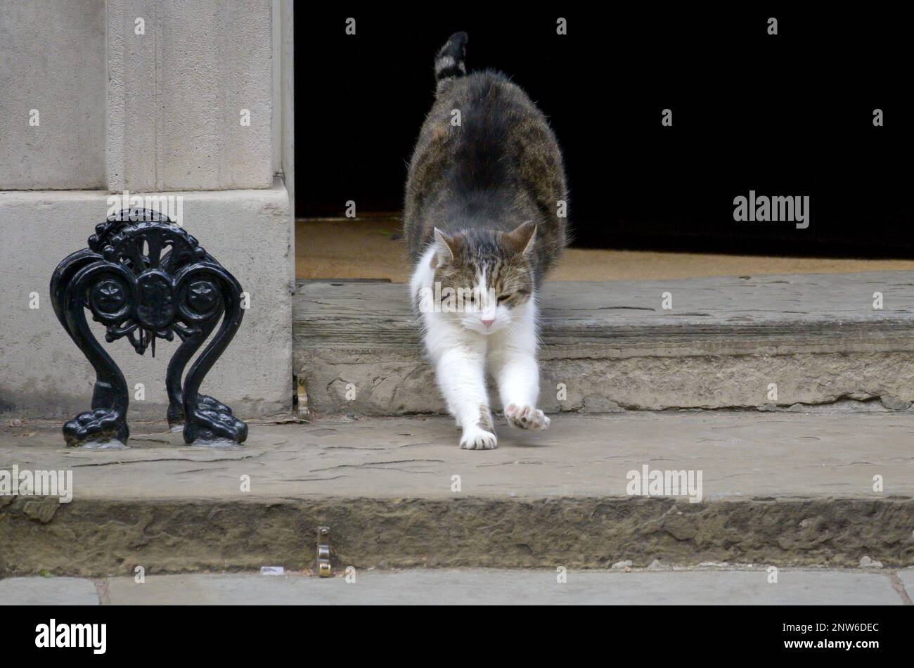 Larry the Cat - Chief Mouser to the Cabinet Office since 2011 - having ...