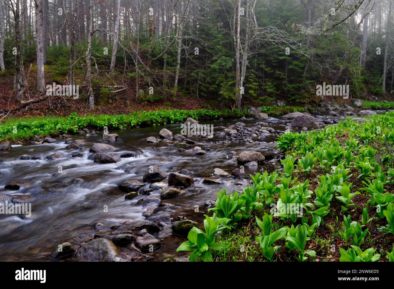 Second Pond Brook, Siamese Ponds Wilderness Area, Adirondack Forest ...