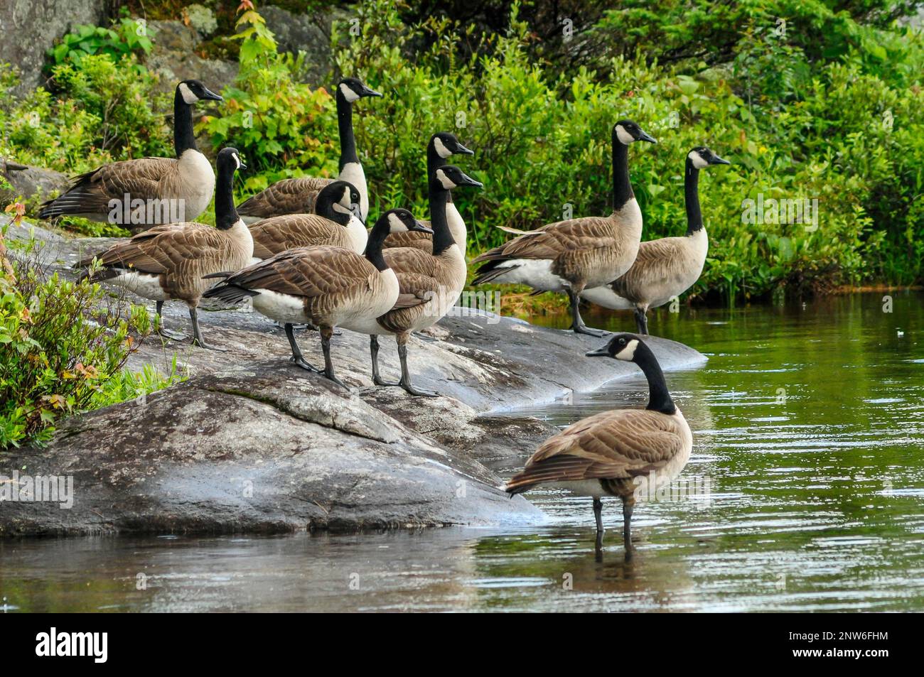 A flock of Canada Geese on a lakeshore in The Adirondack Mountains In ...