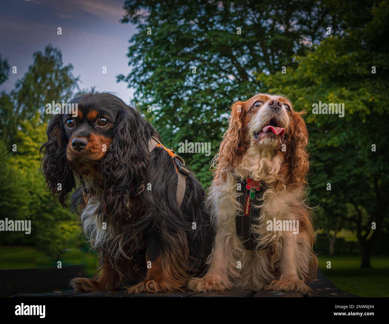 King charles exclusive hi-res stock photography and images - Alamy