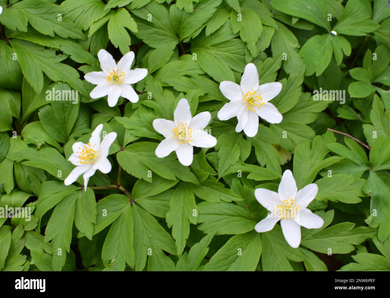 In the wildlife of the forest bloom early spring perennial plant ...