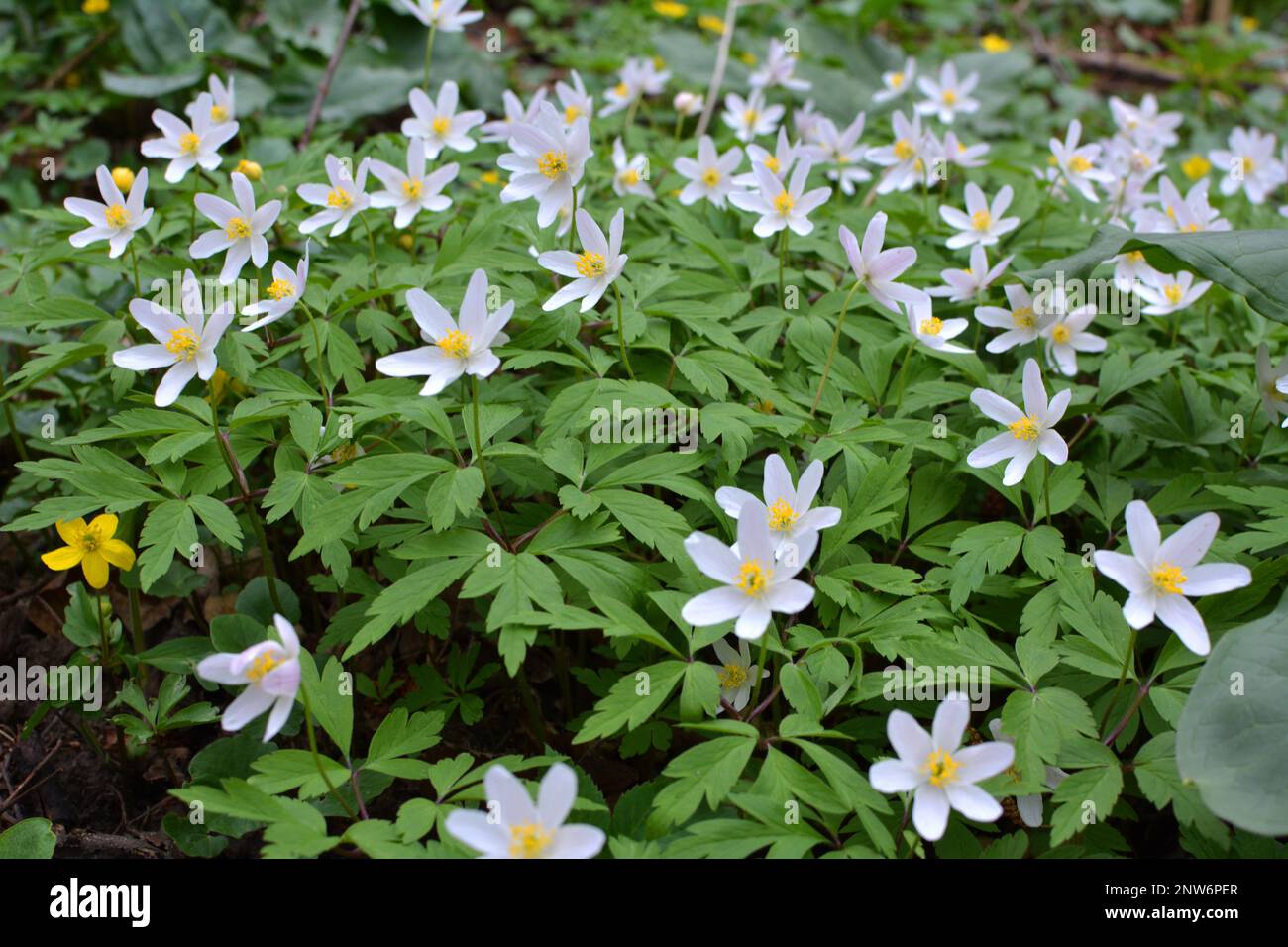 In the wildlife of the forest bloom early spring perennial plant ...