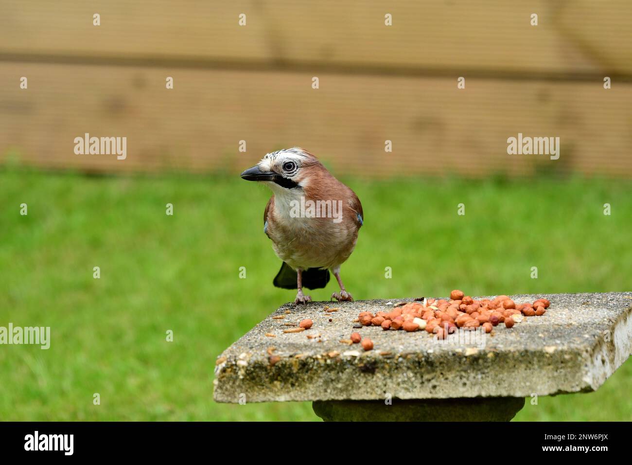 Jay jays hi-res stock photography and images - Alamy
