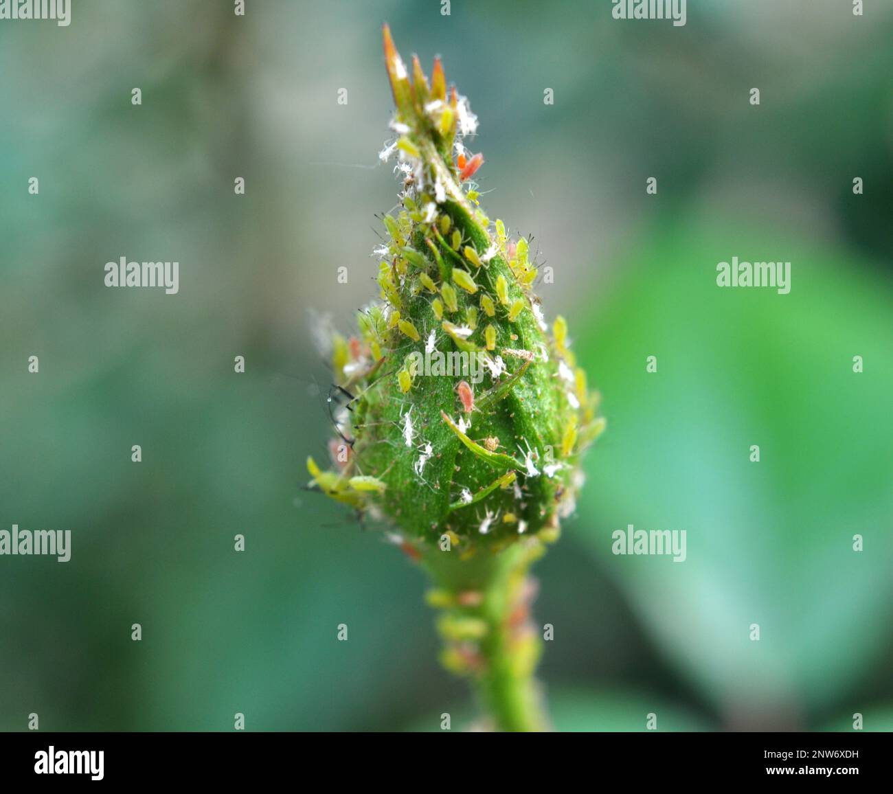 On the rose aphids (macrosiphum rosae) - herbivorous pests Stock Photo ...