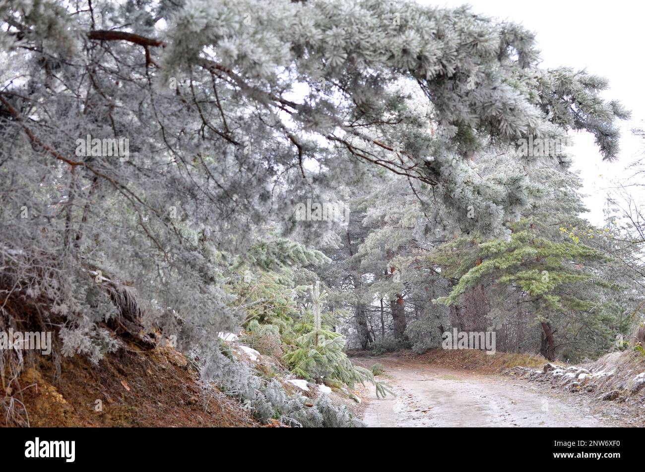 Frozen snowy trees hi-res stock photography and images - Alamy