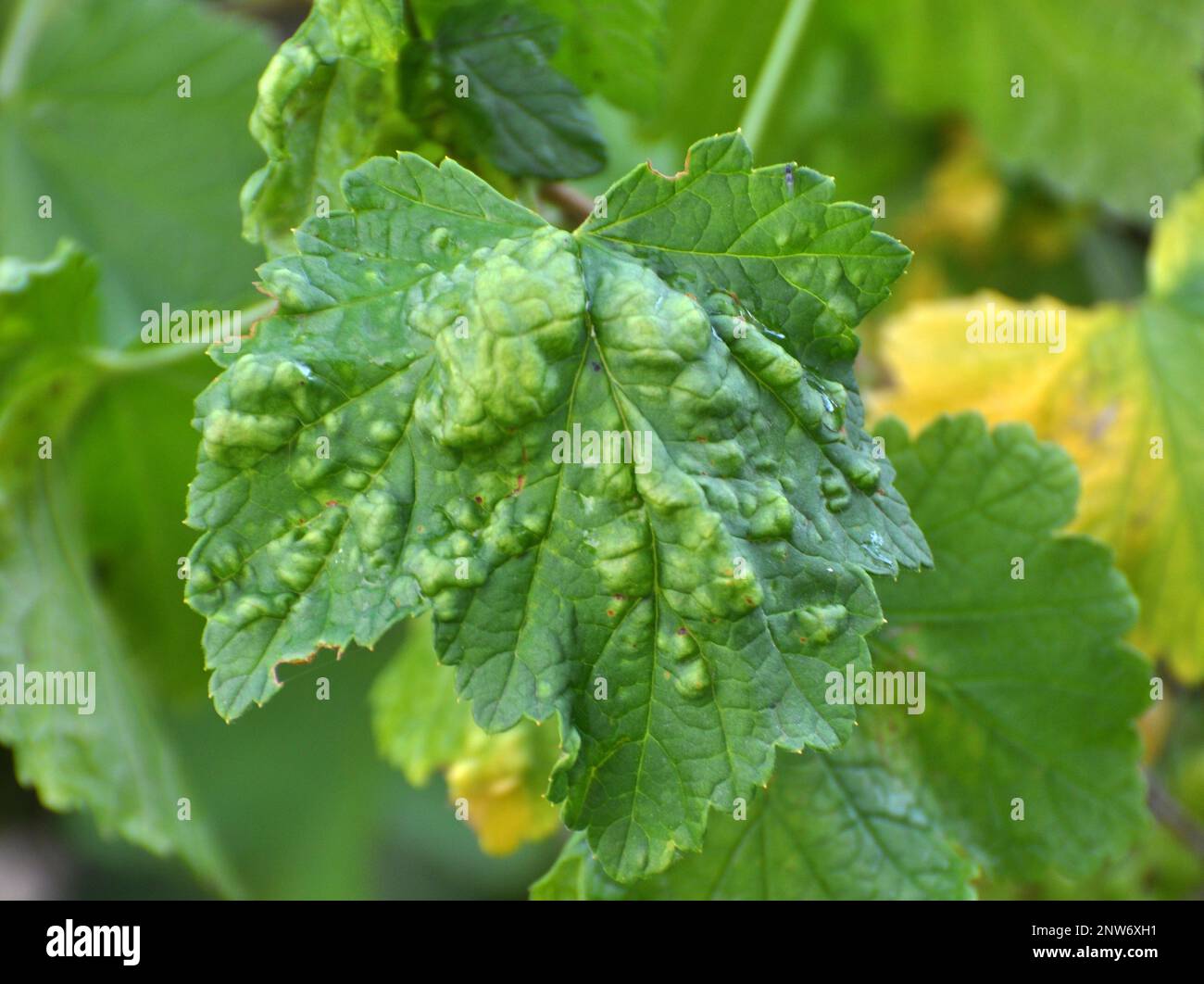 Red currant, the leaves of which are damaged by aphids (Cryptomyzus ...