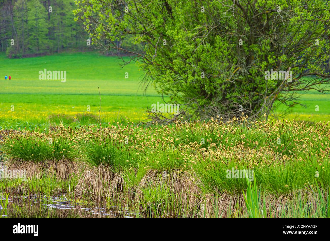 Schopfloch peat bog, a raised bog and nature reserve on the Swabian Alb ...