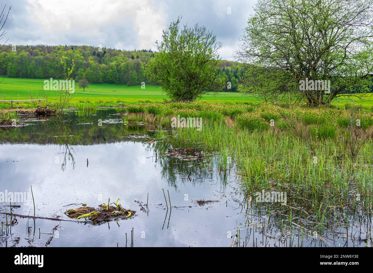 Schopfloch peat bog, a raised bog and nature reserve on the Swabian Alb ...