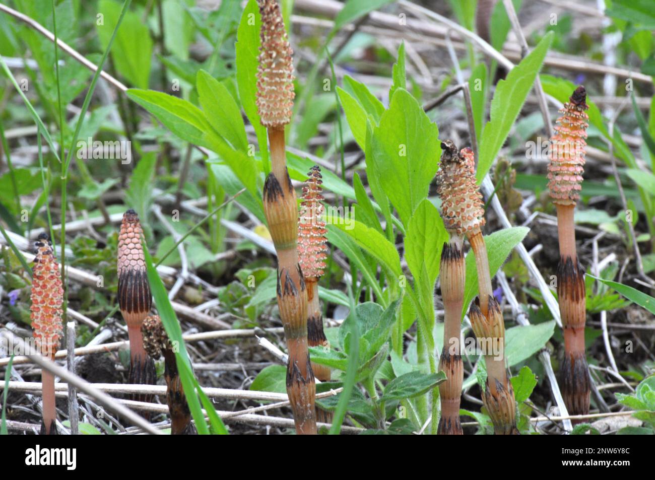 Horsetail field (Equisetum arvense) grows in the wild Stock Photo - Alamy